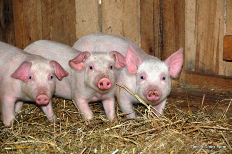 10 Pig Breeds for the Homestead - Countryside